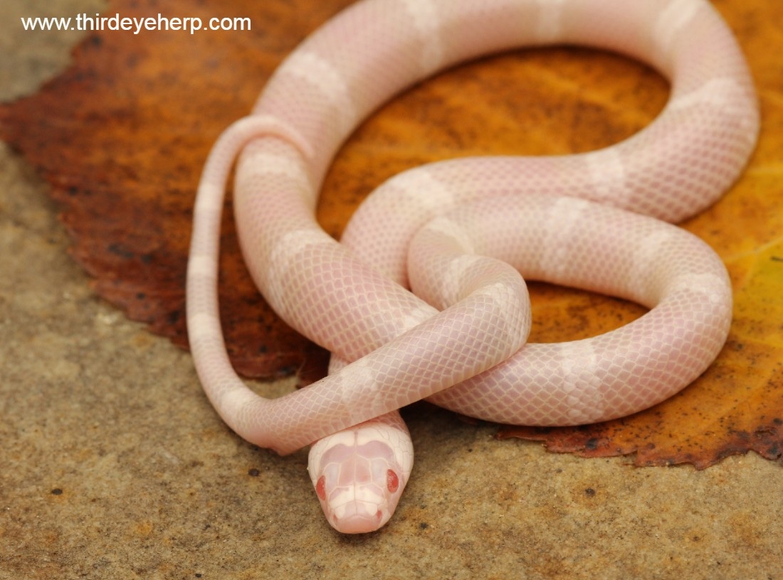 Snow Honduran Milk Snake by Third Eye Herptile Propagation - MorphMarket