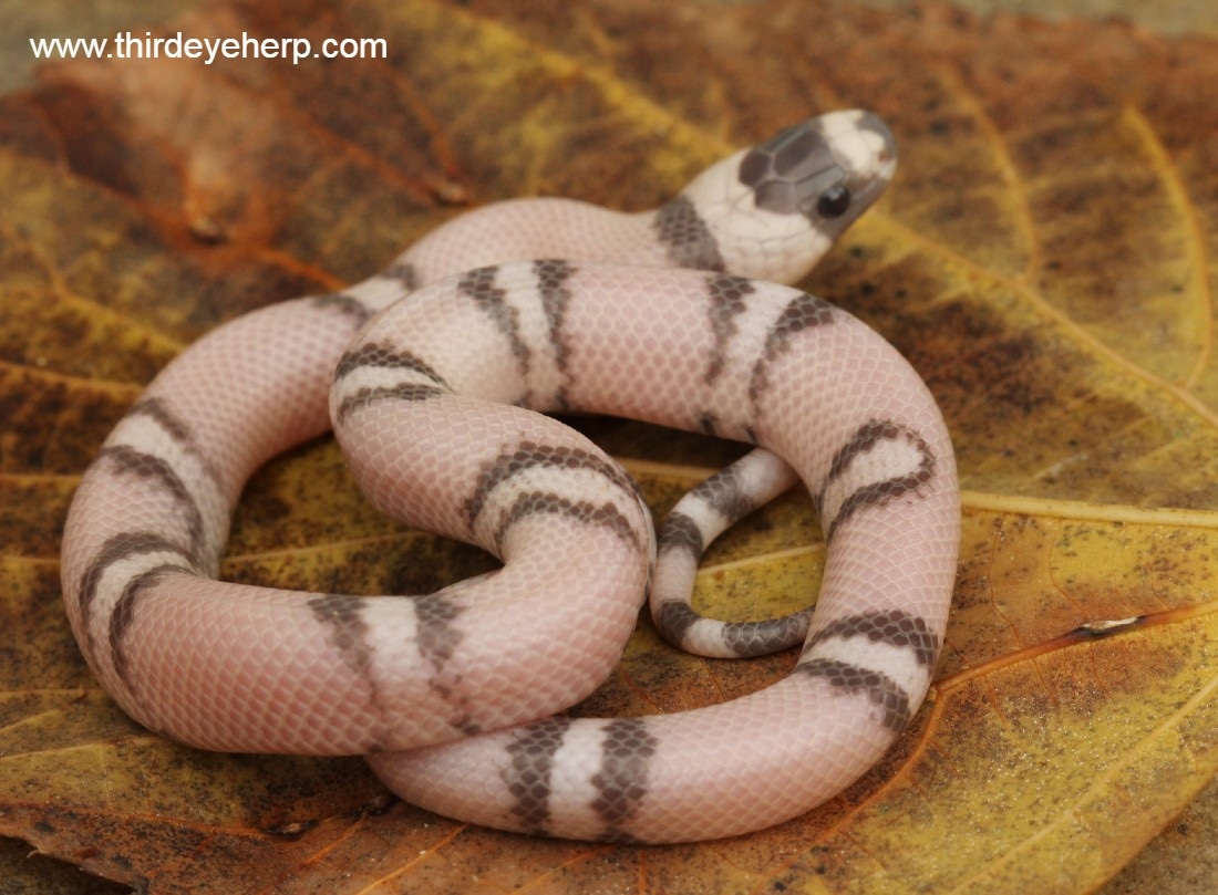 Ghost Honduran Milk Snake by Third Eye Herptile Propagation - MorphMarket