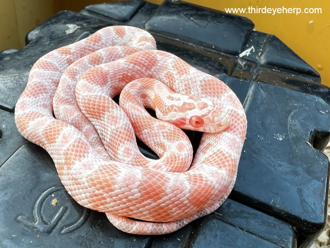 Snow Corn Snake by Third Eye Herptile Propagation - MorphMarket