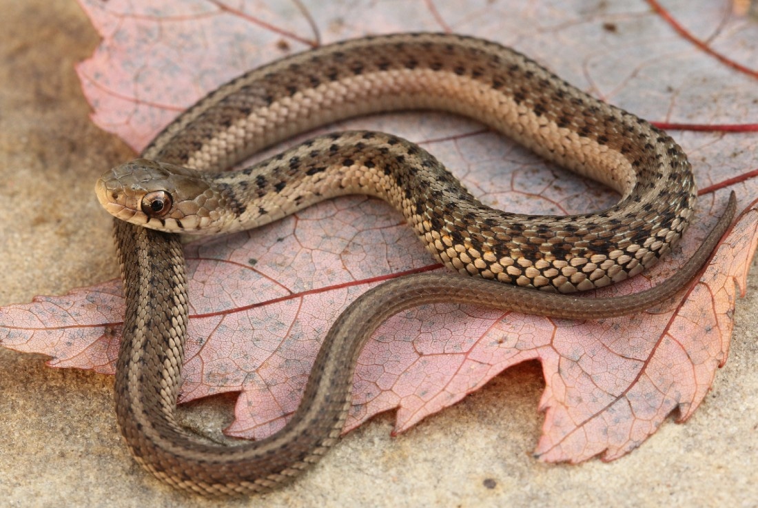 Het For Melanistic Eastern Garter Snake by Third Eye Herptile ...
