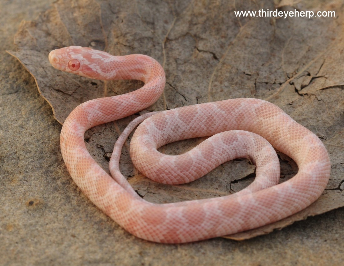 Snow Corn Snake by Third Eye Herptile Propagation - MorphMarket