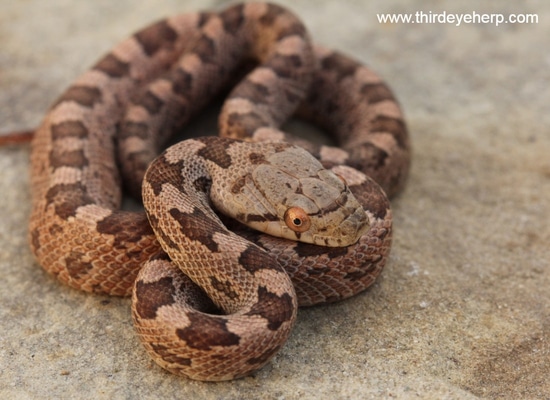 Everglades Eastern Rat Snake by Third Eye Herptile Propagation