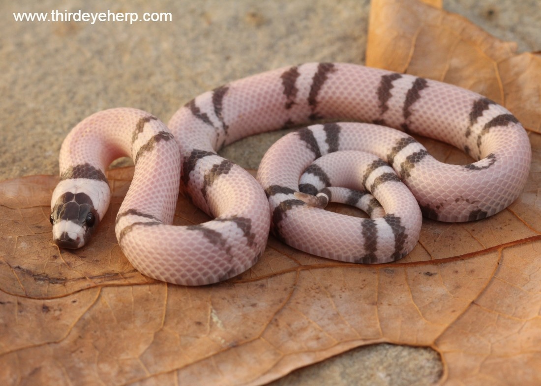 Ghost Honduran Milk Snake by Third Eye Herptile Propagation - MorphMarket