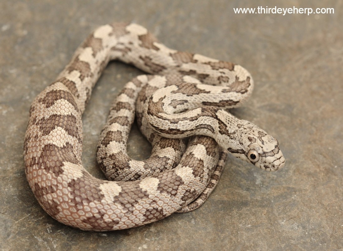 White Oaks Gray Rat Snake - Male Eastern Rat Snake by Third Eye ...