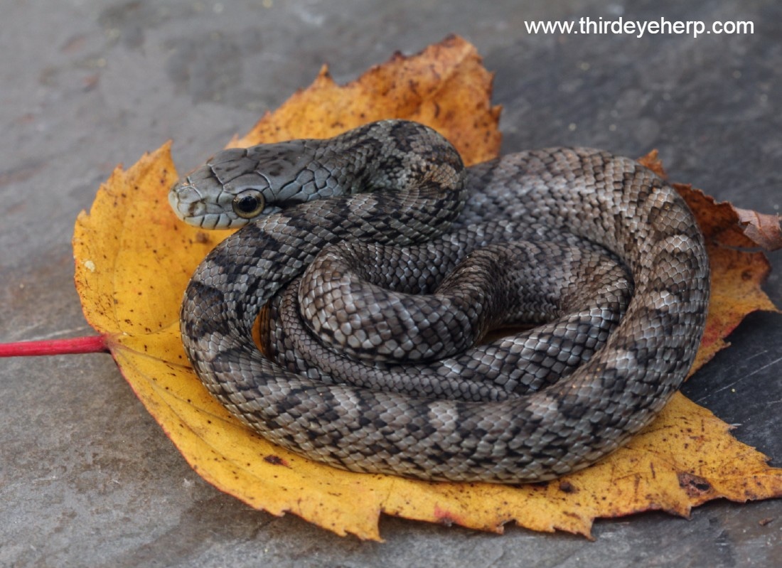 Kunashir Island Japanese Rat Snake Other Rat Snake by Third Eye ...