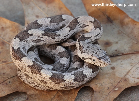 White Oaks Gray Gray Rat Snake by Third Eye Herptile Propagation