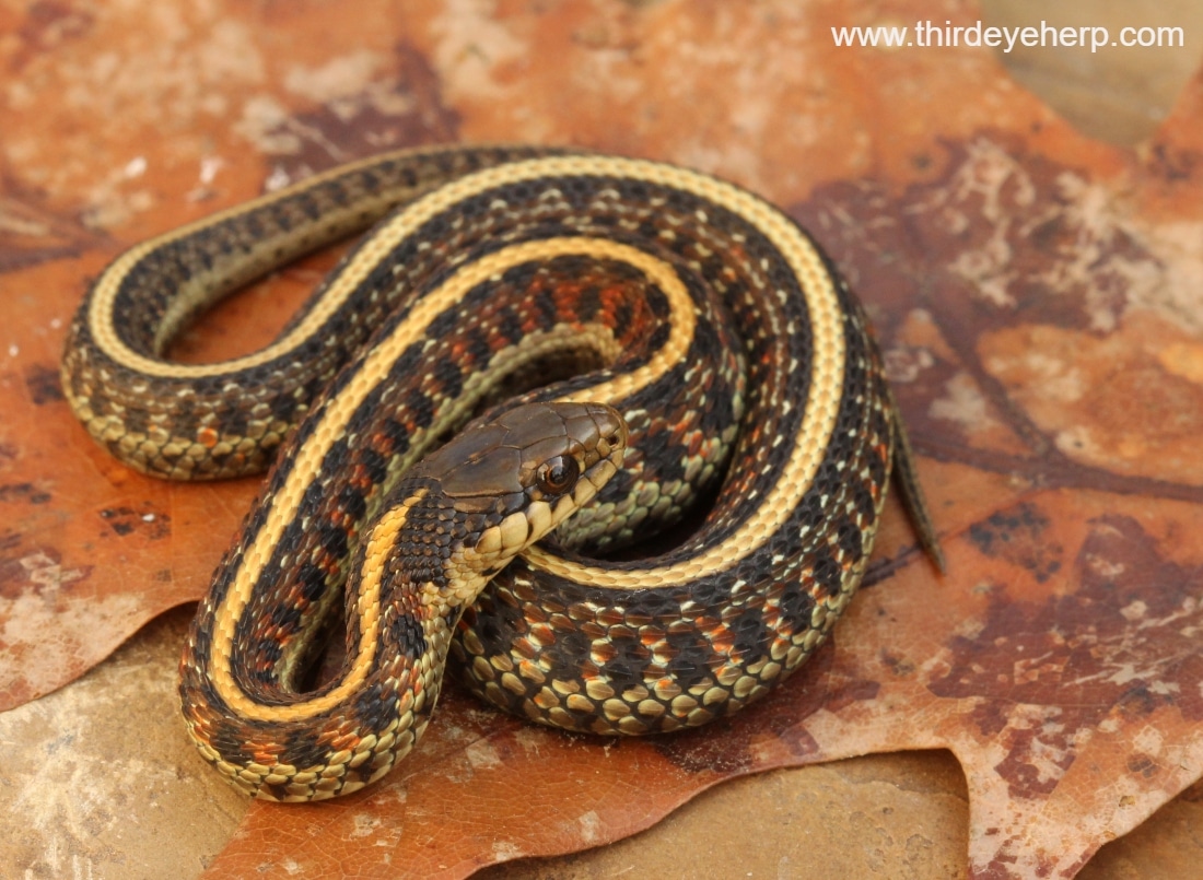 Coast Garter Snake by Third Eye Herptile Propagation - MorphMarket