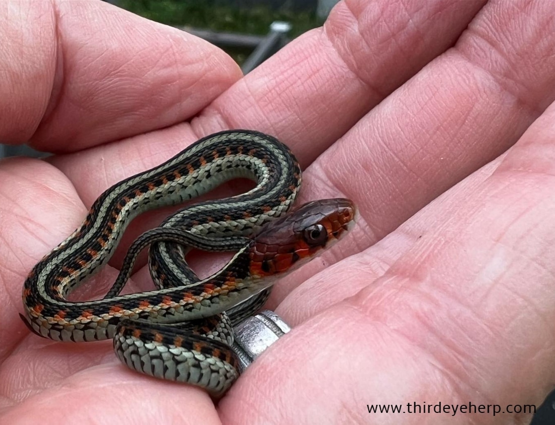 California Red-sided Garter Snake by Third Eye Herptile Propagation ...