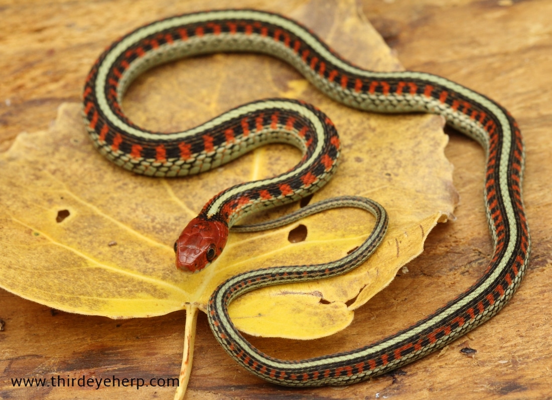California Red-sided Garter Snake by Third Eye Herptile Propagation ...