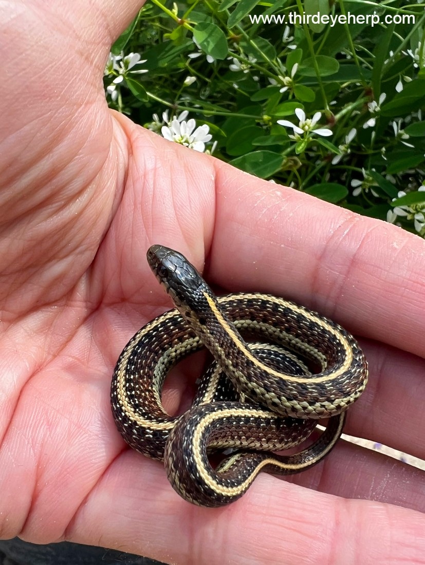 Coast Garter Snake by Third Eye Herptile Propagation - MorphMarket