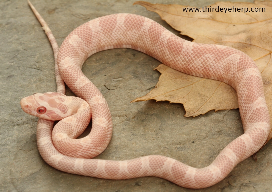 Snow Corn Snake by Third Eye Herptile Propagation - MorphMarket