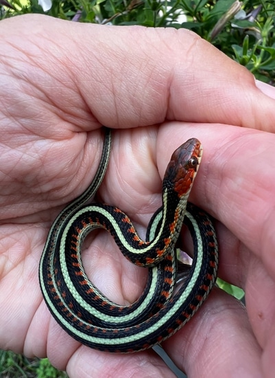 California Red-sided Garter Snake by Third Eye Herptile Propagation