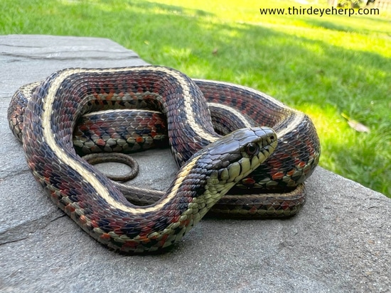 Adult Pair Of Coast Garter Snakes by Third Eye Herptile Propagation