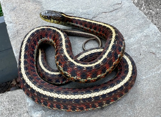Adult Female Coast Garter Snake by Third Eye Herptile Propagation