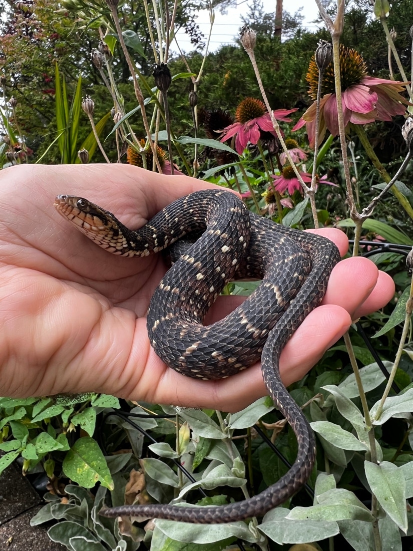 Florida Banded Water Snake by Third Eye Herptile Propagation - MorphMarket