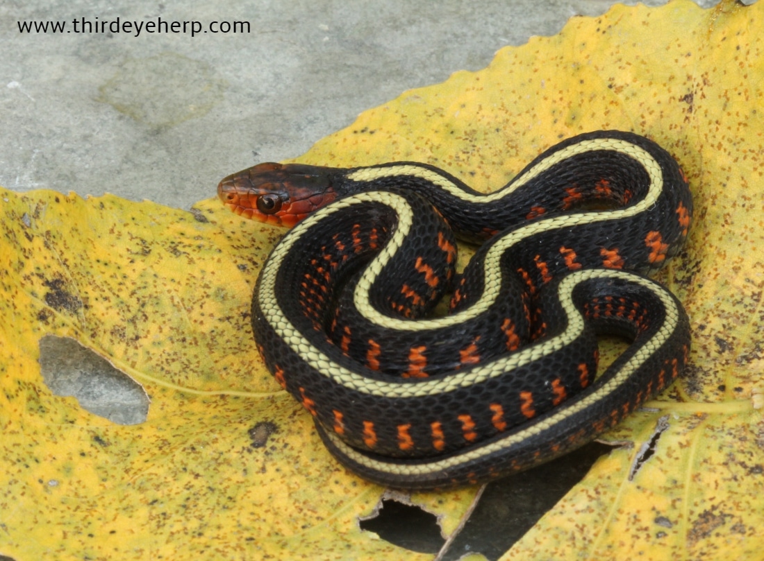Oregon Red-spotted Garter Garter Snake by Third Eye Herptile ...