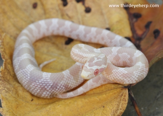 Coral Snow Corn Snake by Third Eye Herptile Propagation