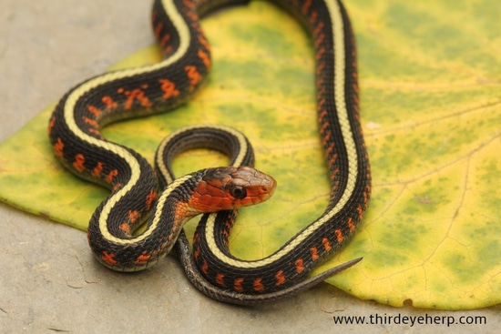 Oregon Red-spotted Garter Snake by Third Eye Herptile Propagation