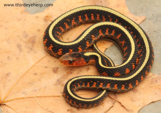 Oregon Red-spotted Garter Snake by Third Eye Herptile Propagation