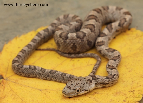 South Florida Yellow Eastern Rat Snake by Third Eye Herptile Propagation