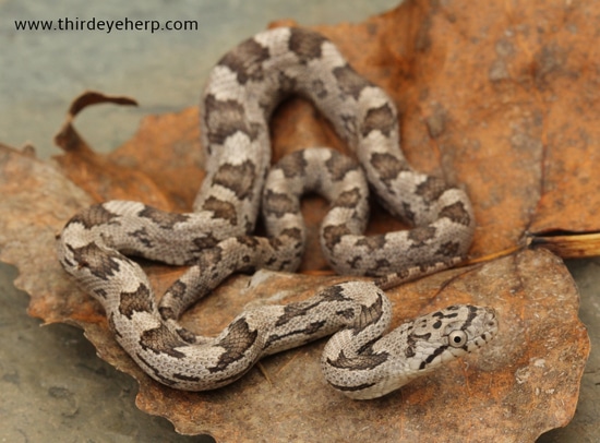 White Oaks Gray Eastern Rat Snake by Third Eye Herptile Propagation