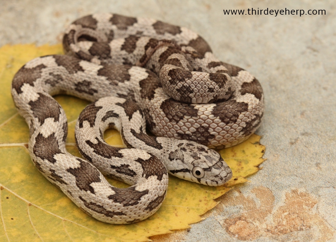 White Oaks Gray Rat Snake by Third Eye Herptile Propagation - MorphMarket