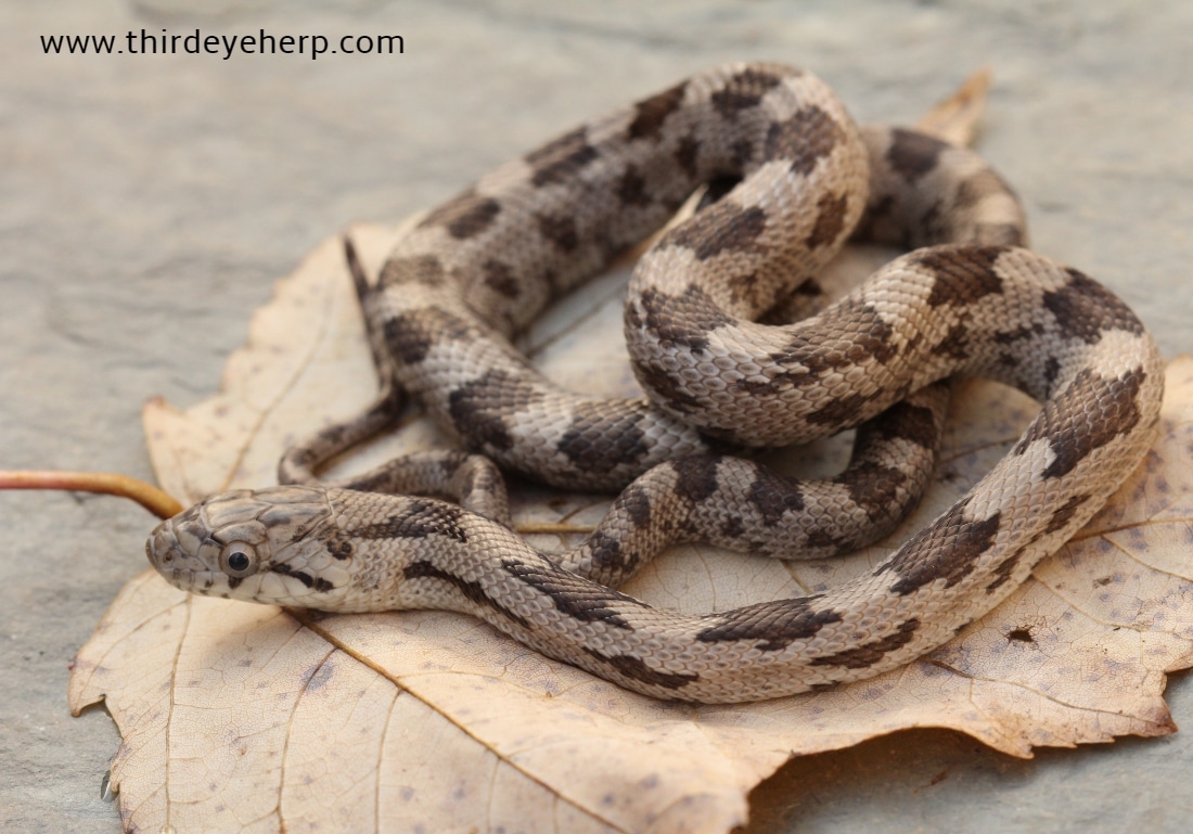 White Oaks Gray Rat Snake by Third Eye Herptile Propagation - MorphMarket