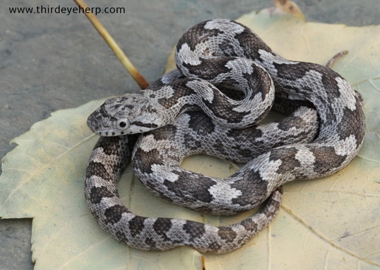 White Oaks Gray Rat Snake by Third Eye Herptile Propagation
