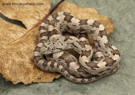 White Oaks Gray Rat Snake by Third Eye Herptile Propagation
