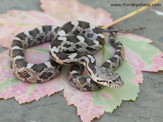 White Oaks Gray Rat Snake by Third Eye Herptile Propagation