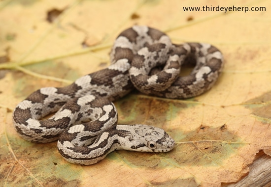 White Oaks Gray Rat Snake by Third Eye Herptile Propagation