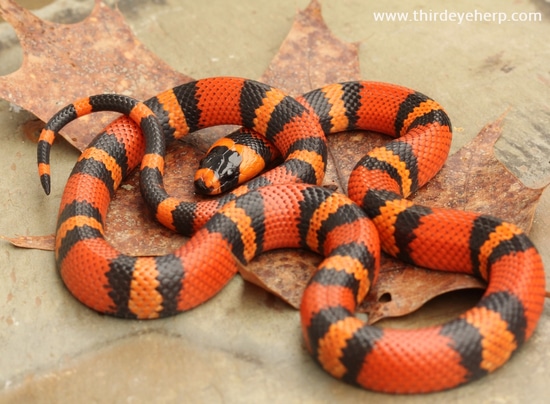Tangerine Honduran Milksnake Honduran Milk Snake by Third Eye Herptile ...