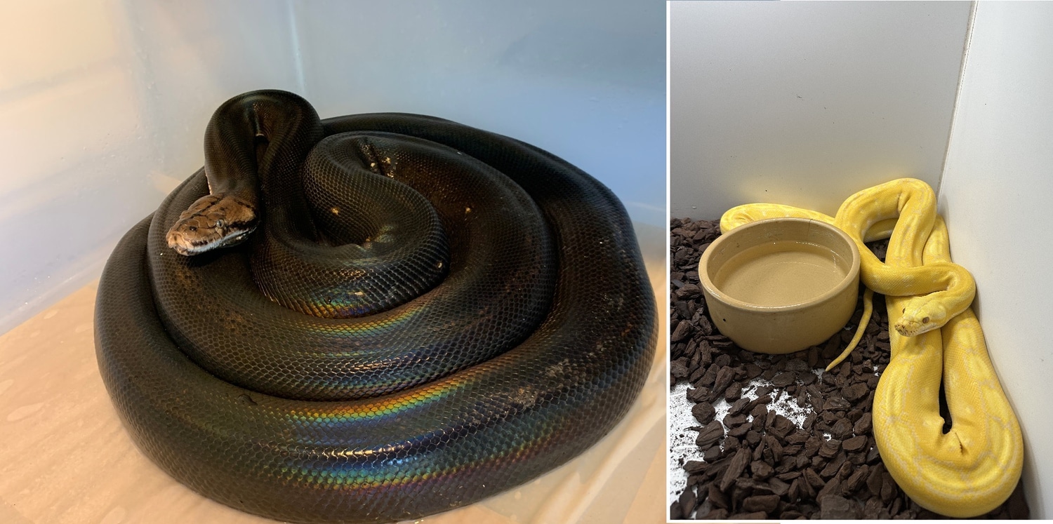 50% Super Dwarf 50% Dwarf Proven Golden Child Het Orange Ghost Stripe ...