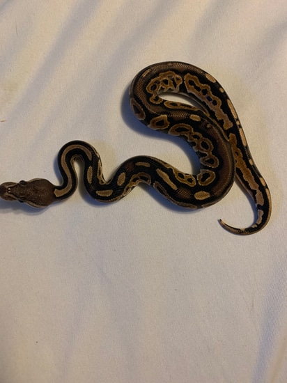 Orange Dream Cinnamon Possible Yellow Belly Ball Python by T-SSSK Reptiles
