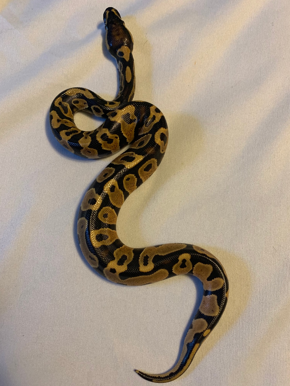 Orange Dream Yellow Belly Ball Python by T-SSSK Reptiles - MorphMarket
