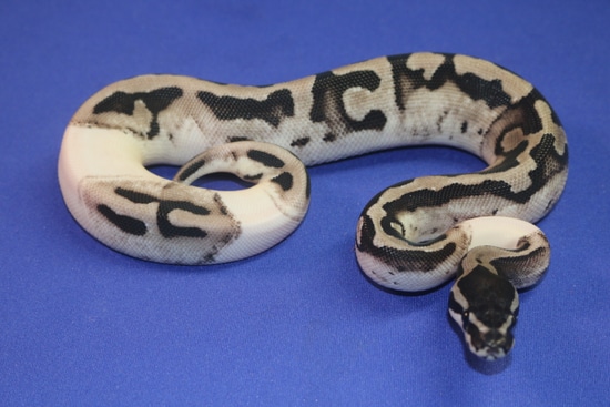 Lightning Pied Ball Python by Ball Python Addiction