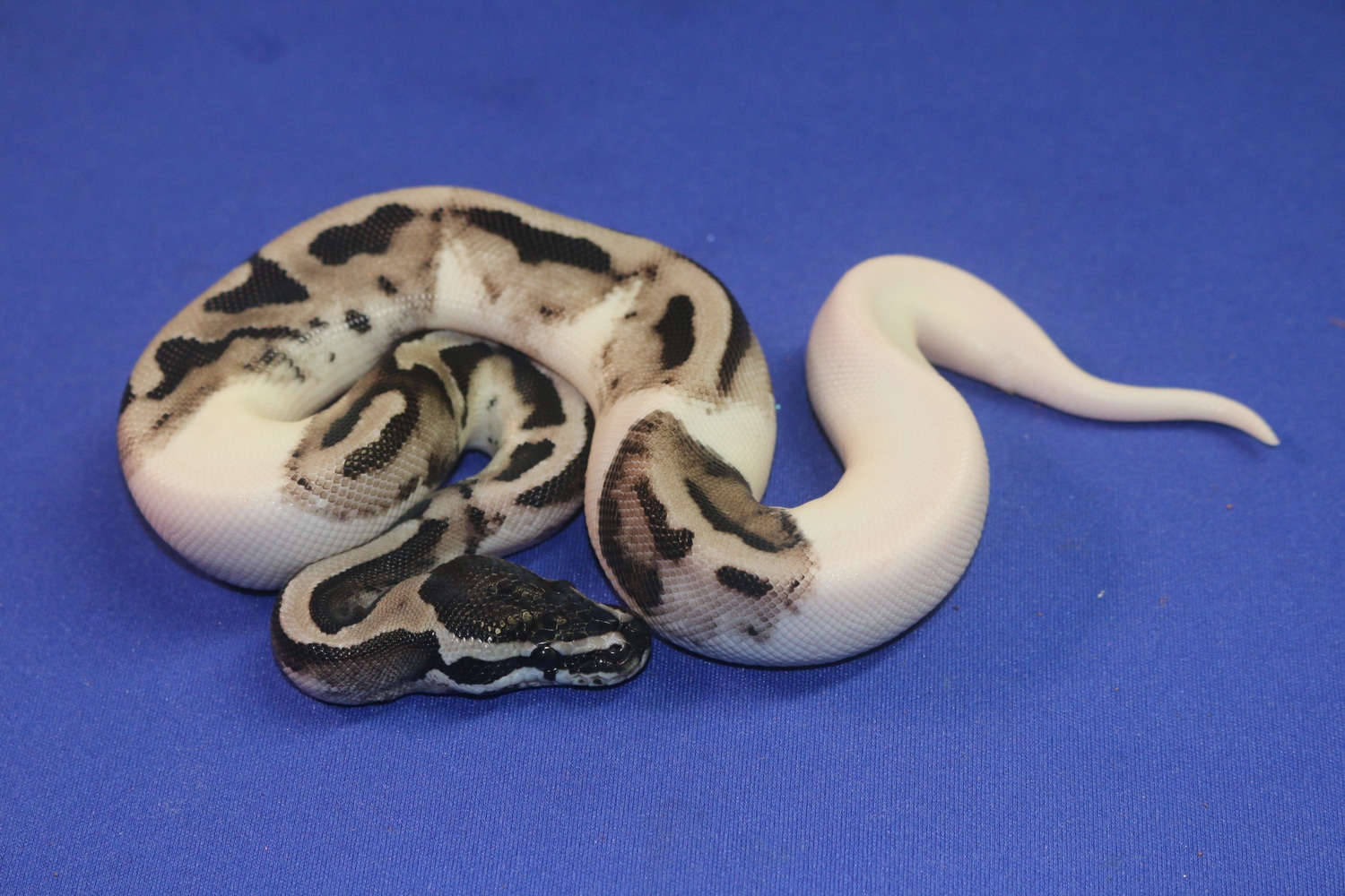 Lightning Pied Ball Python by Ball Python Addiction - MorphMarket