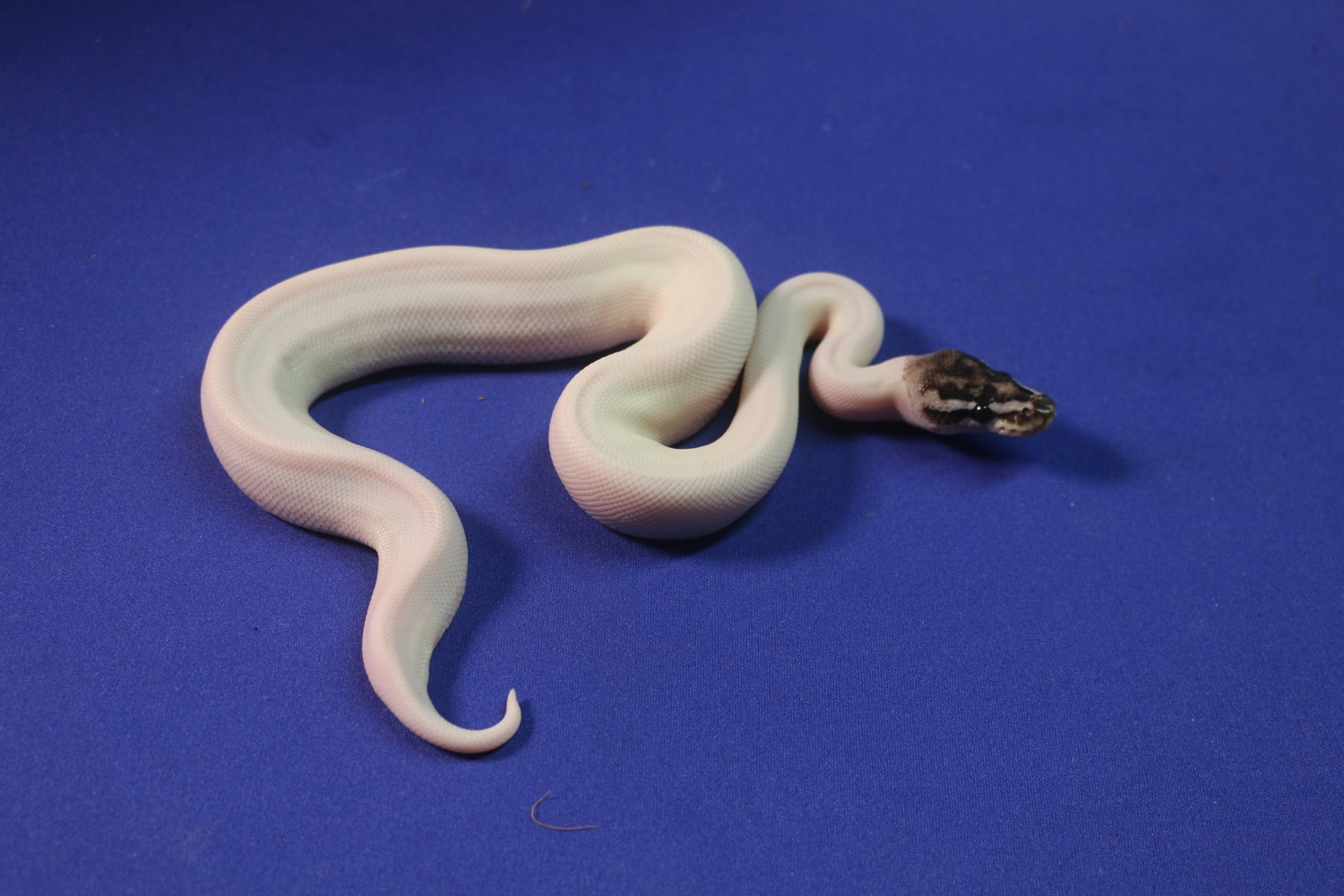 MJ Russo Lightning Pied Ball Python by Ball Python Addiction - MorphMarket