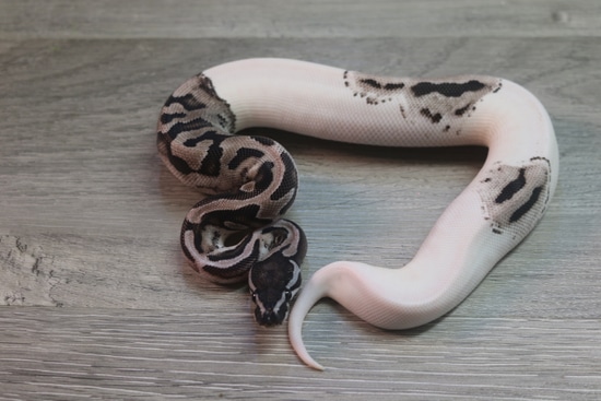 Lighting Pied Female Ball Python by Ball Python Addiction