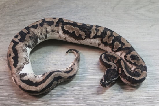 Lightning Pied Ball Python by Ball Python Addiction