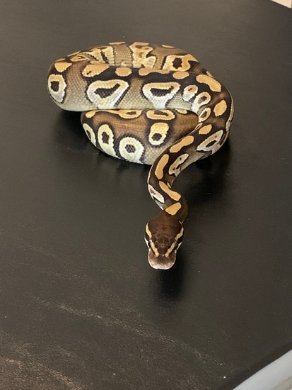 Orange Dream Mojave Ball Python by Galaxy Pythons