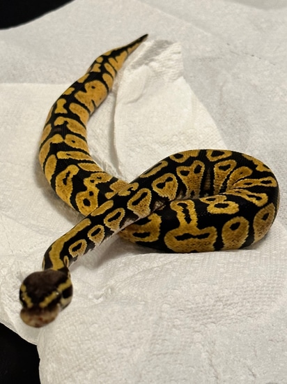 Pastel Het Ghost Ball Python by Galaxy Pythons
