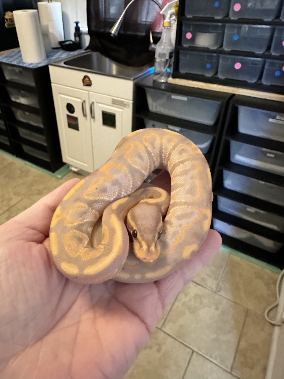 Coral Glow Black Pastel Het Ghost Ball Python by Galaxy Pythons ...