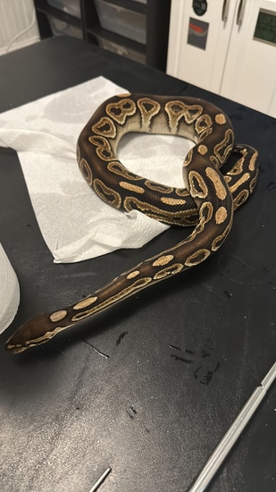 Black Pastel 100% Het Albino Ball Python by Galaxy Pythons