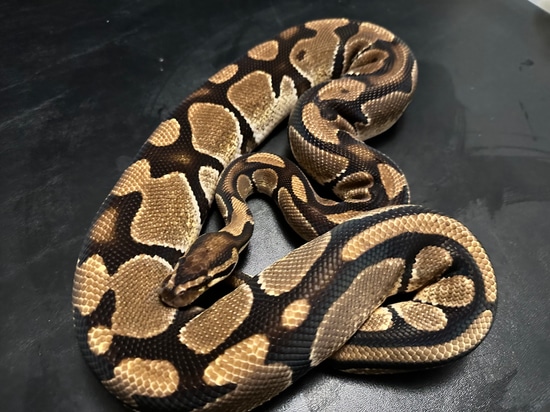 Orange Dream Ball Python by Galaxy Pythons