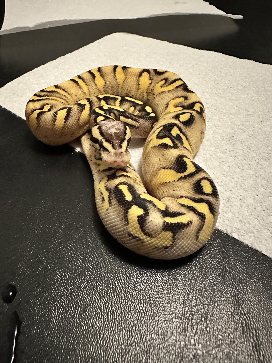 Pastel Super Gravel Ball Python by Galaxy Pythons - MorphMarket
