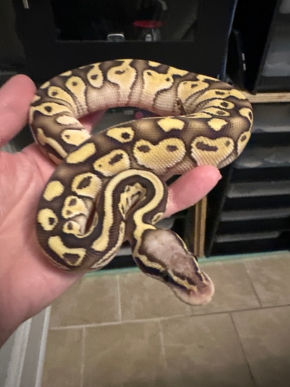 Super Pastel Lesser Ball Python by Galaxy Pythons