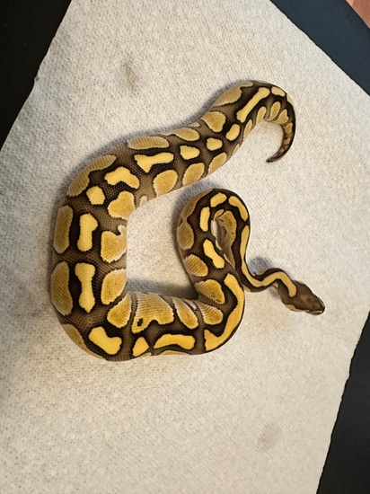 Lesser Vanilla Ball Python by Galaxy Pythons