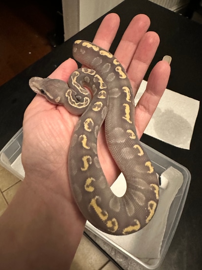 GHI Mojave Ghost Ball Python by Galaxy Pythons