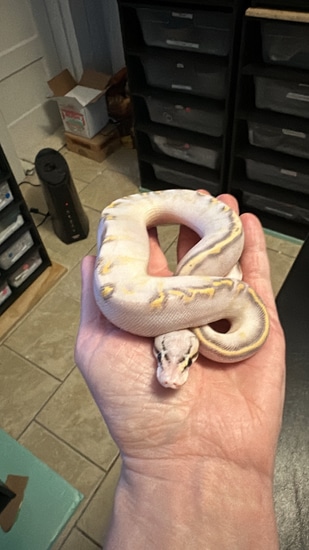 Super Pastel Highway Ball Python by Galaxy Pythons